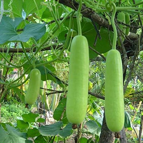 Fresh Bottle Gourd - Apex Enterprise